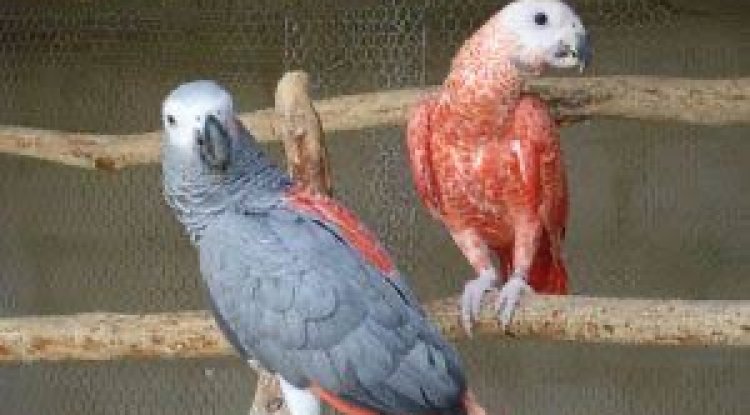 Red Faktör Jako (Red Factor Afrika Grey) - Kuş Eğitimi - Kuş Blog ...